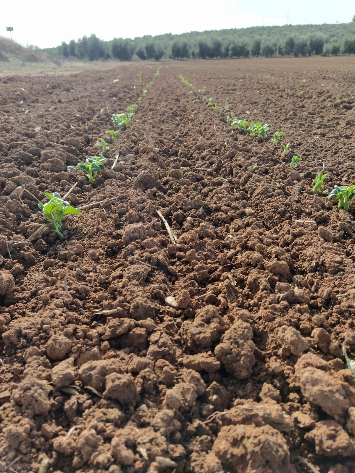 CRECIENDO LAS SEMILLAS DE HABAS - Cooperativa de Marinaleda